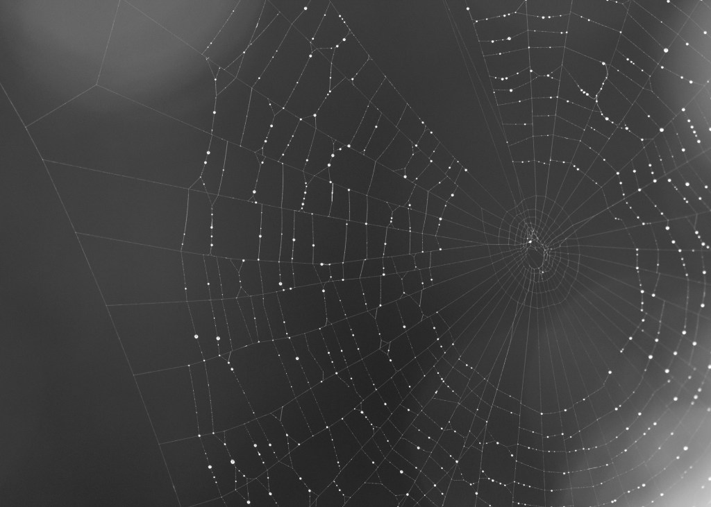 First successful photo of a spider’s web – Carltonaut